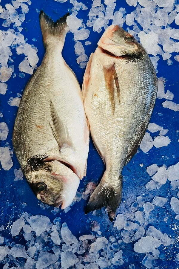 Seabream Farm - International Fresh Fish